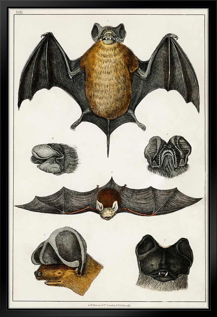 ATX Art Group LLC Collection of Bats II - Floater Frame Graphic Art on ...