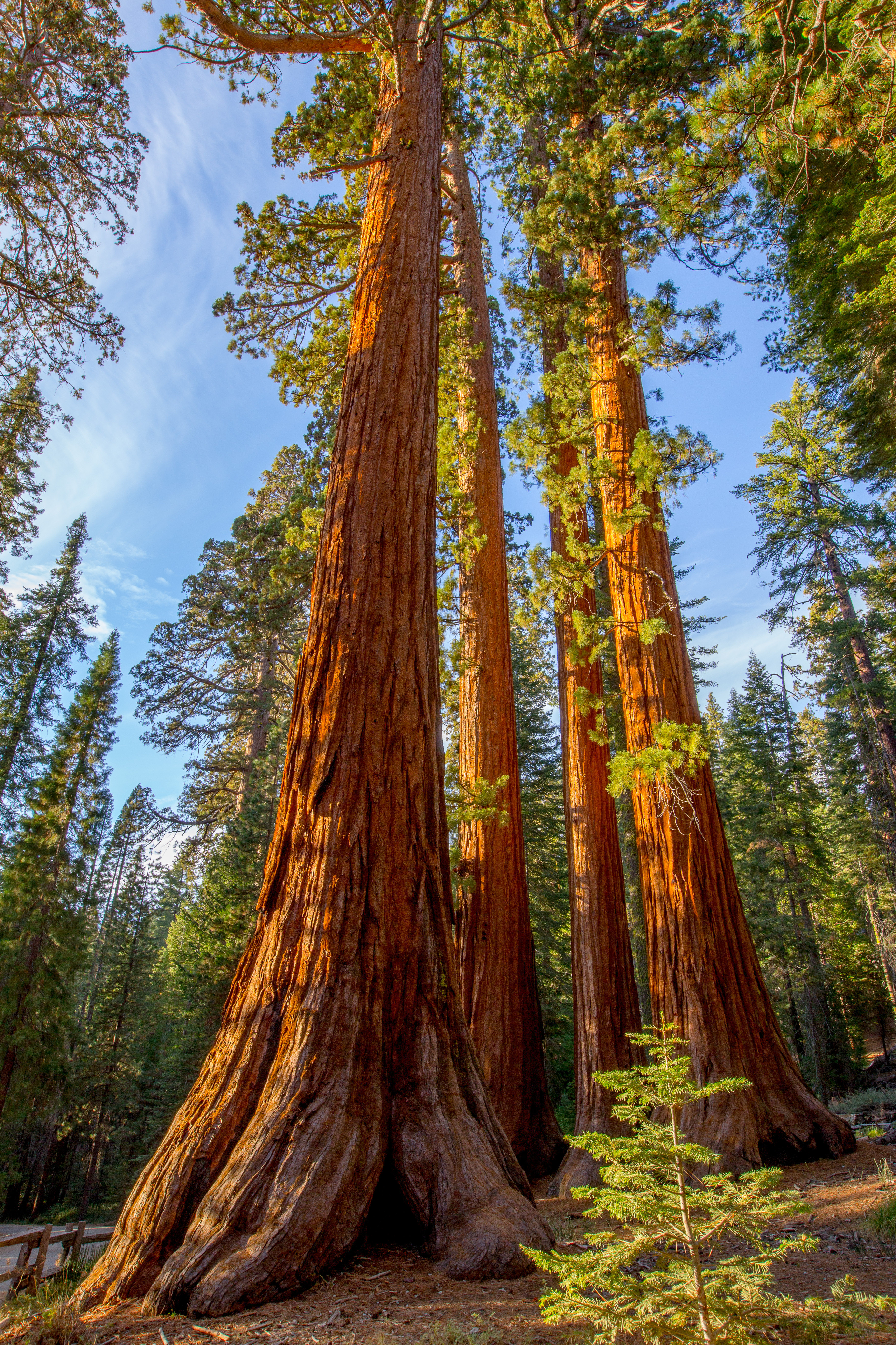 Millwood Pines Giant Sequoia, Mariposa Grove Trees - Wrapped Canvas ...