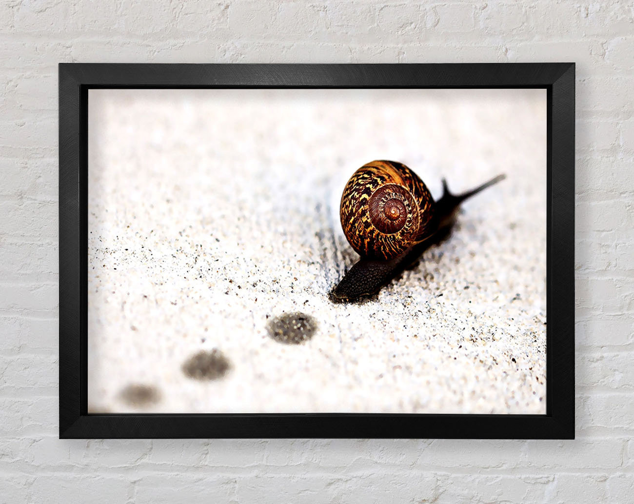 Bright Star Snail Track Macro - Print | Wayfair.co.uk