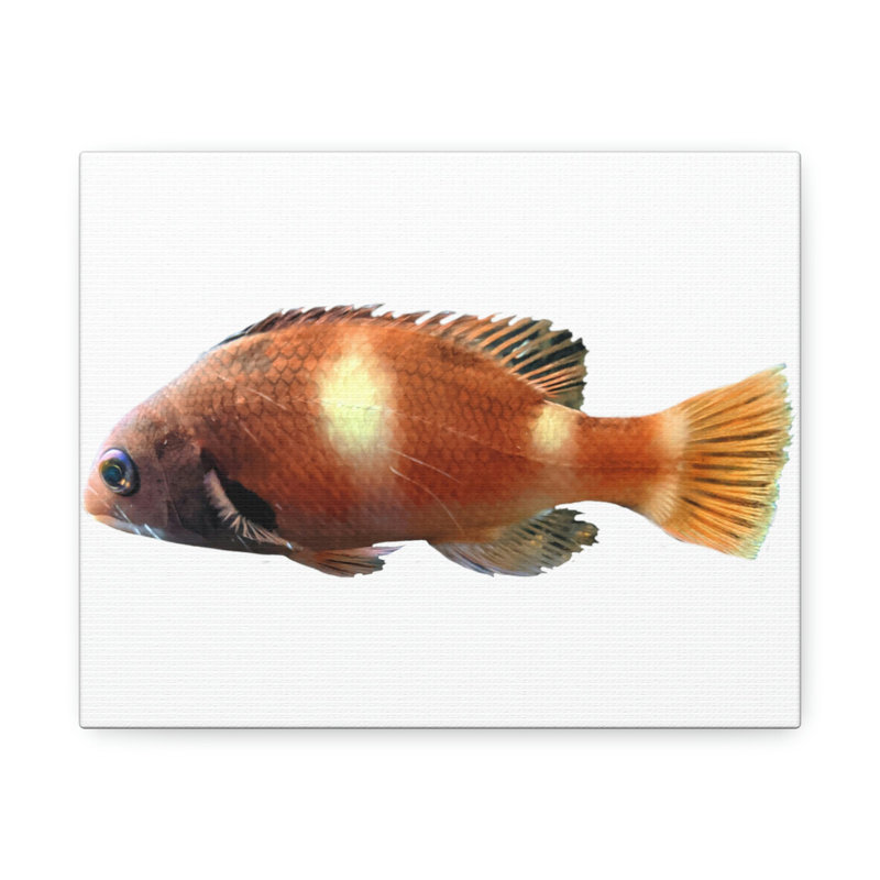 Dovecove Orange Fish Stretched - Unframed Illustration on Canvas | Wayfair