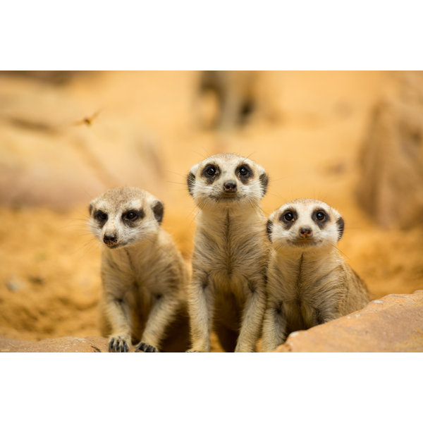 17 Stories Meerkats - Wrapped Canvas Photograph | Wayfair.co.uk