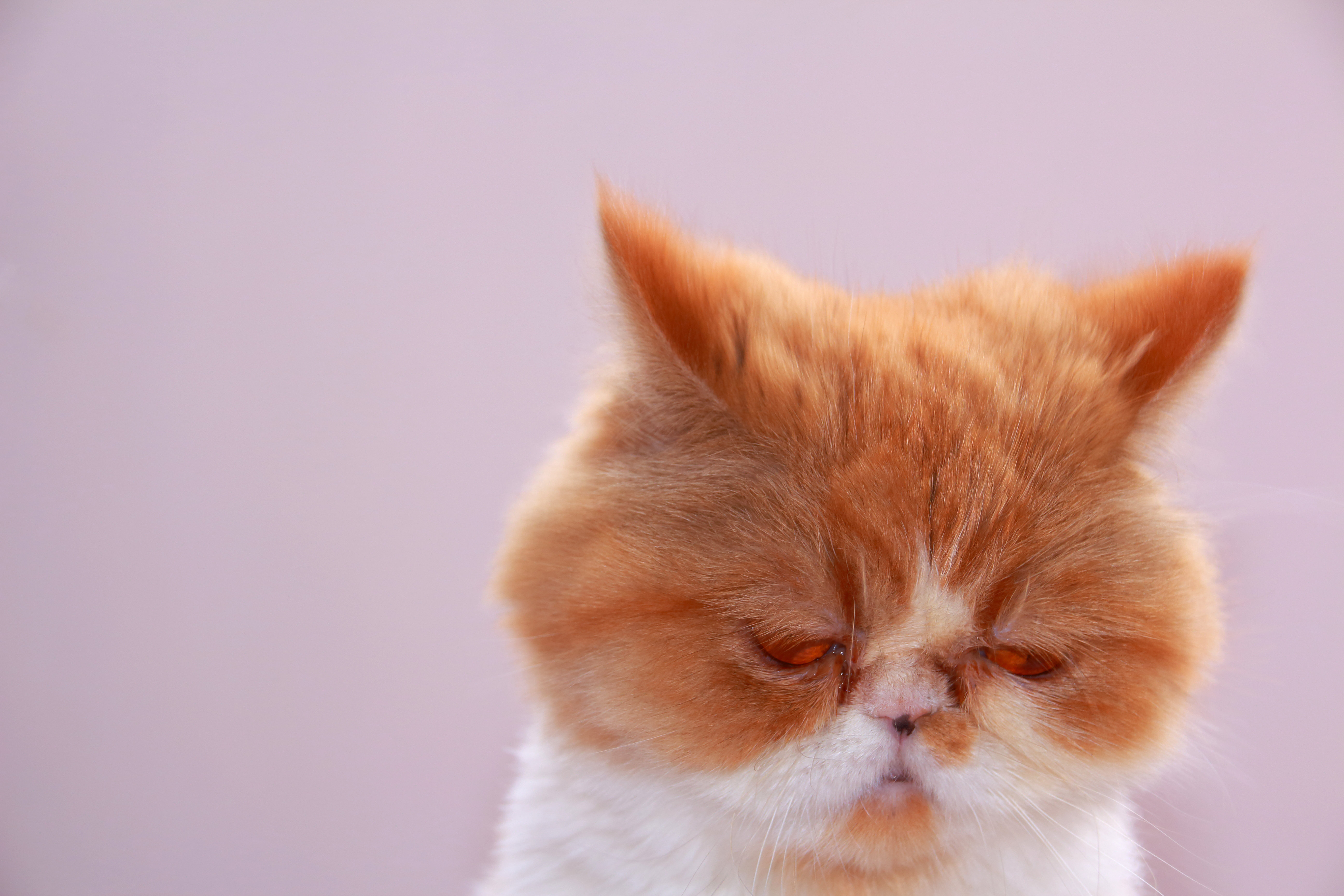 Ebern Designs Persian Cat - Wayfair Canada