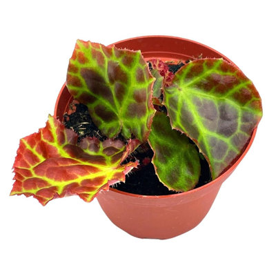 Florida House Plants Begonia Rajah 4 inch Pot Extremely Rare Homegrown ...