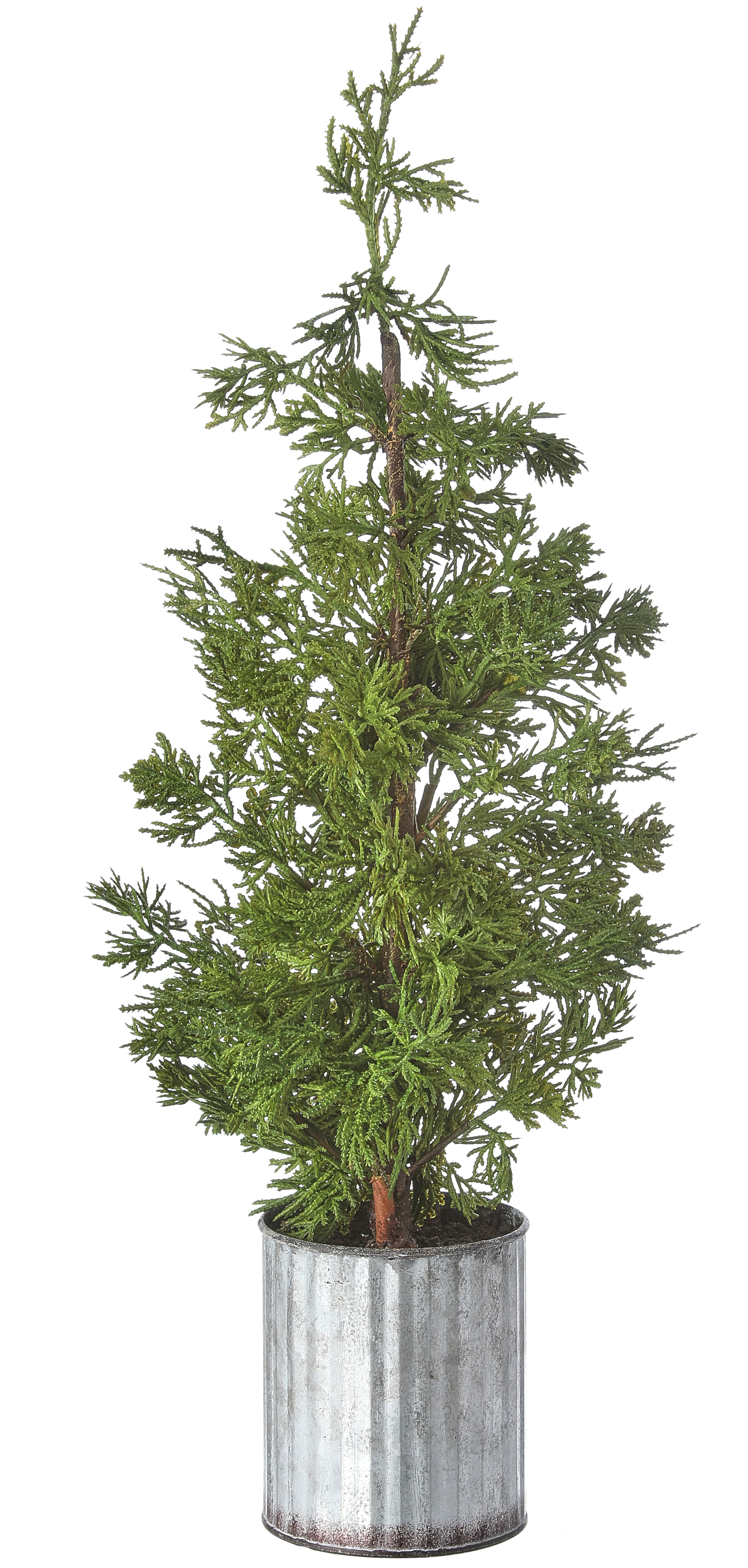 Ophelia & Co. Cedar Tree in Pot & Reviews - Wayfair Canada