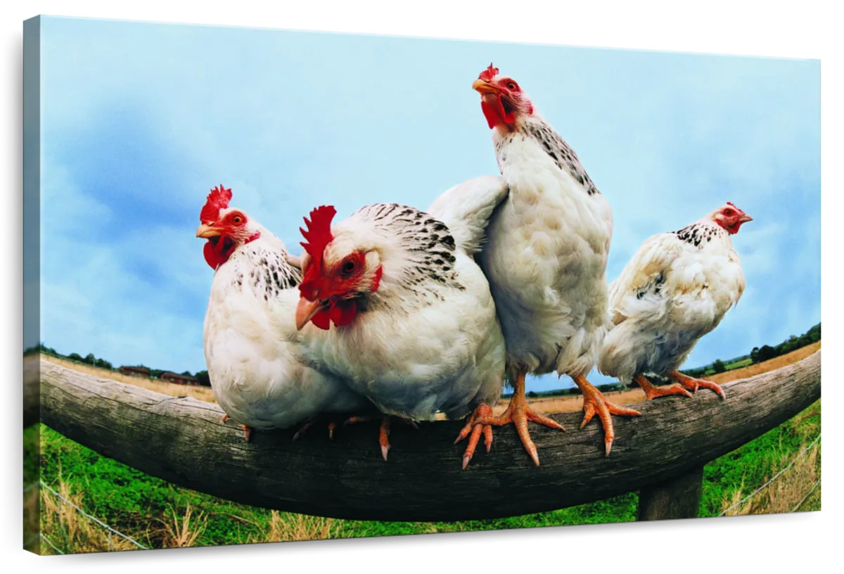 Ebern Designs Brampt Chicken Gang | Wayfair
