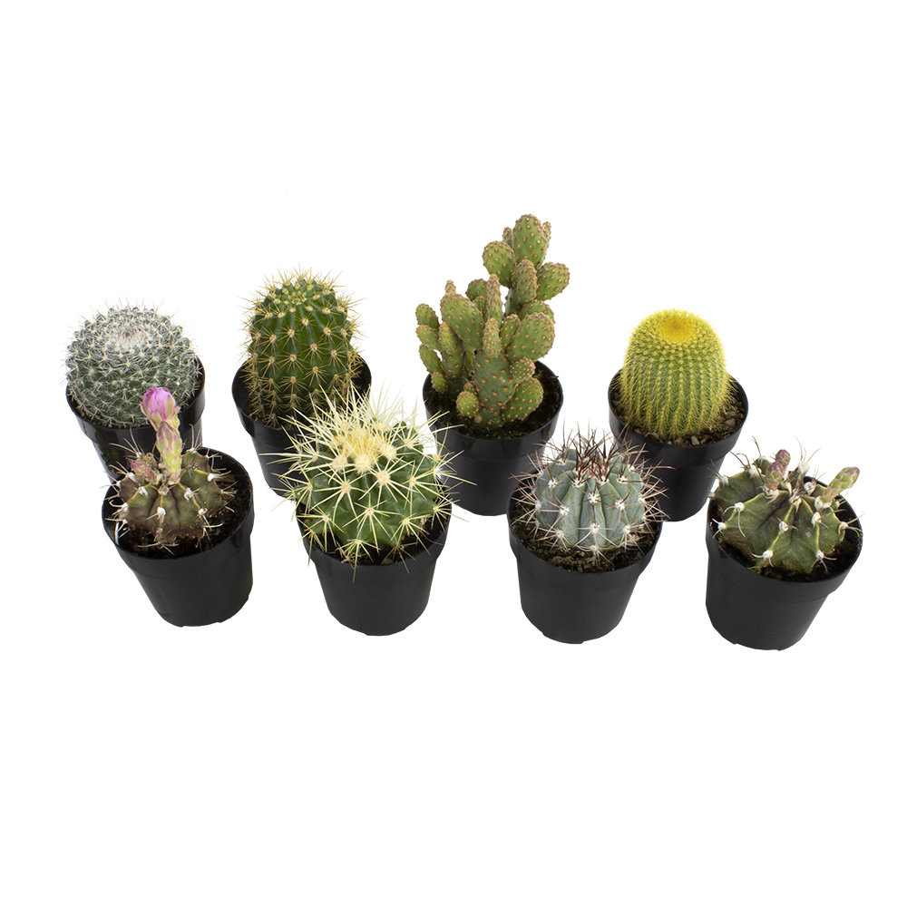 Altman Specialty Plants 2.5IN Cactus Live Plant Collection (8-Pack ...
