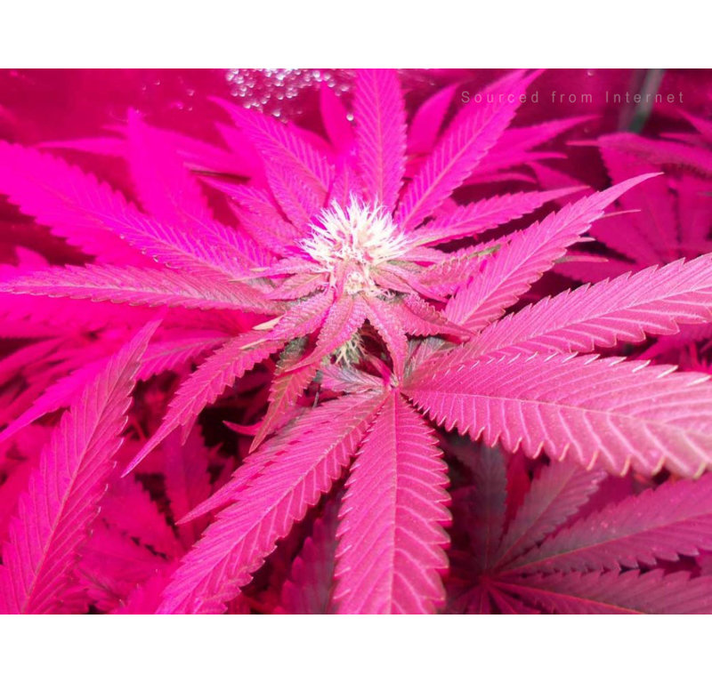 TORCHSTAR 16.5W PAR38 LED Plant Grow Light Bulb, Full Spectrum ...