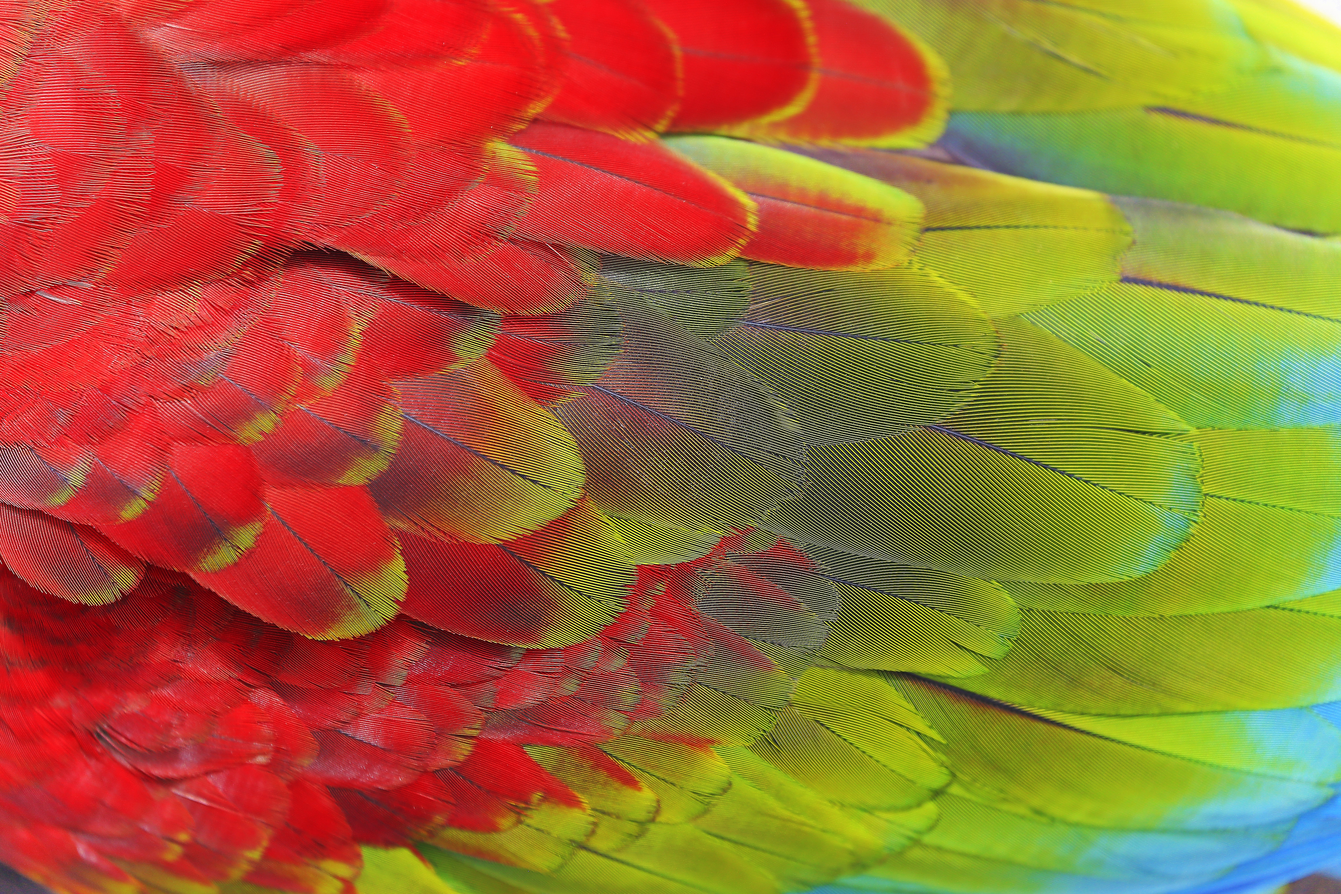 Ebern Designs Birdwatch Safari by Agustavop | Wayfair