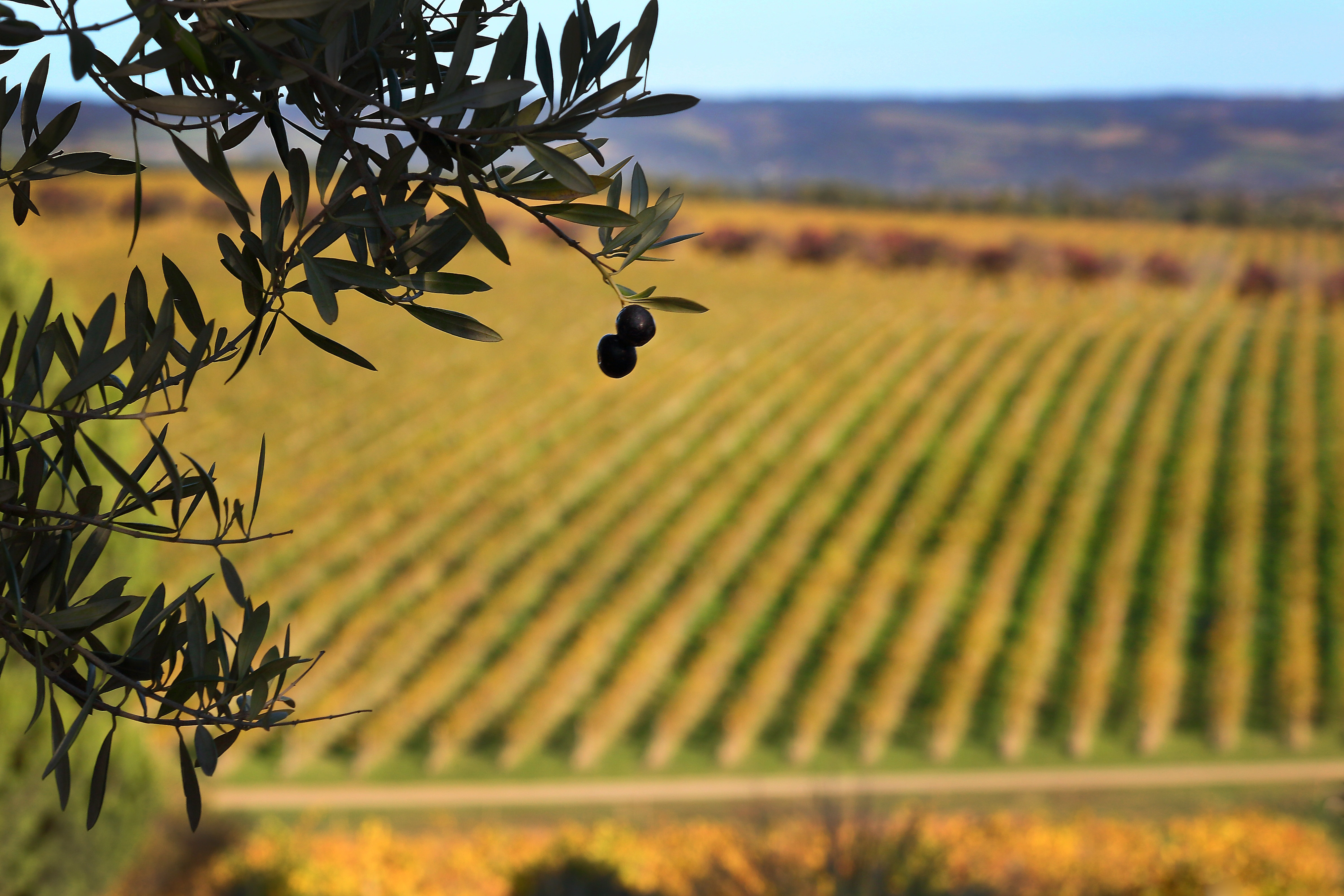 Ebern Designs Olive Tree by Mark Piovesan - Wrapped Canvas Photograph ...