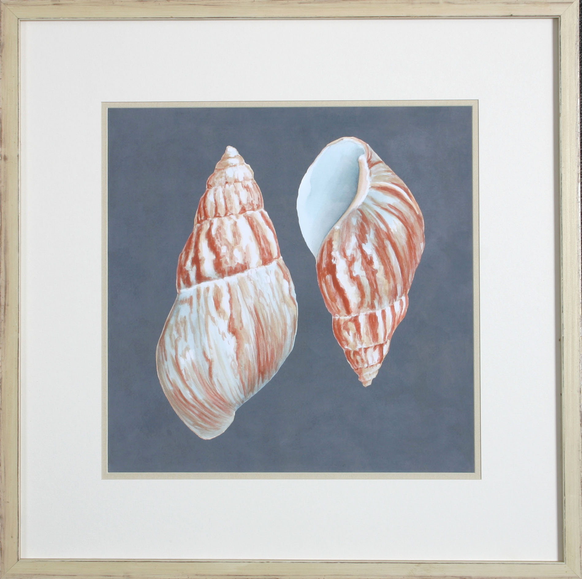 Shadow Catchers Shell on Slate V by Meagher - Picture Frame Drawing ...