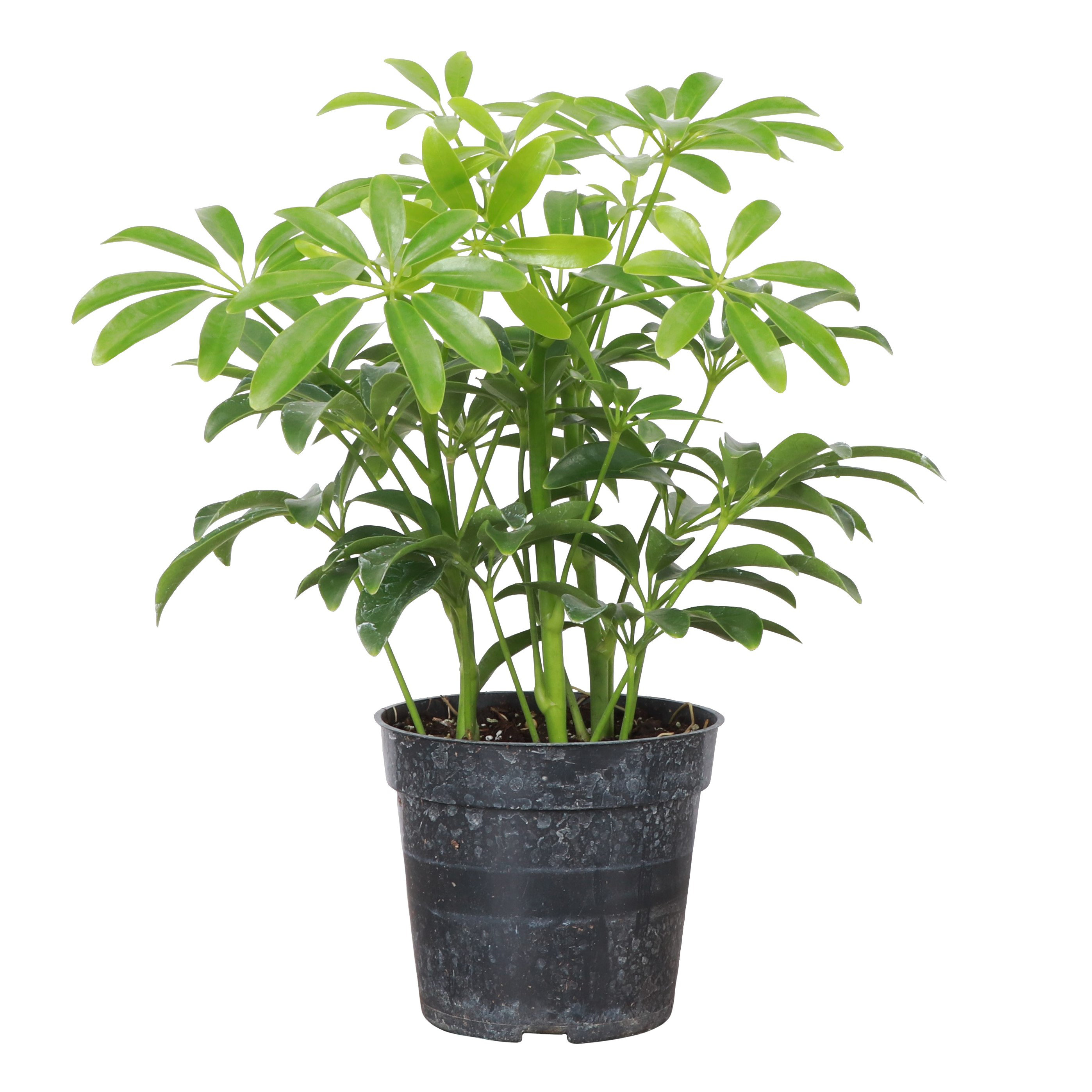 Thorsen's Greenhouse Live Arboricola Plant & Reviews | Perigold