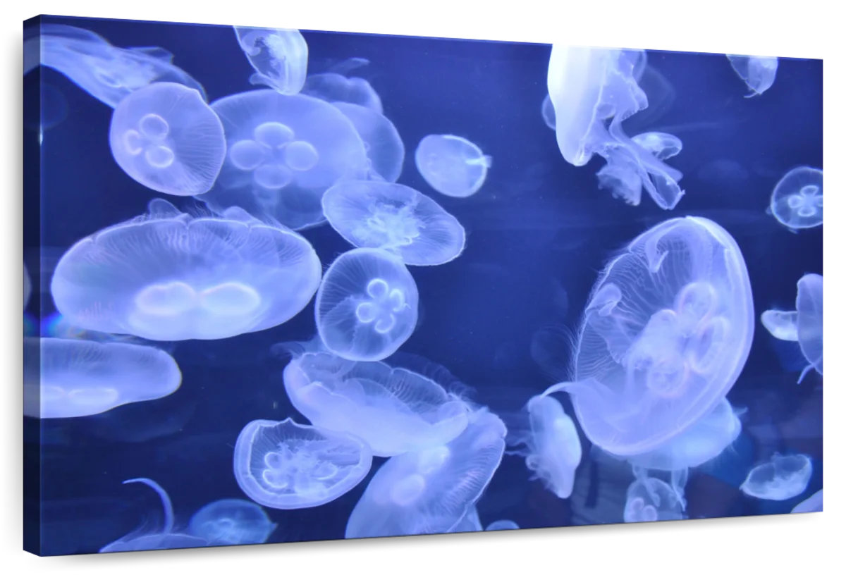 Ebern Designs Sea Jellies - Wayfair Canada