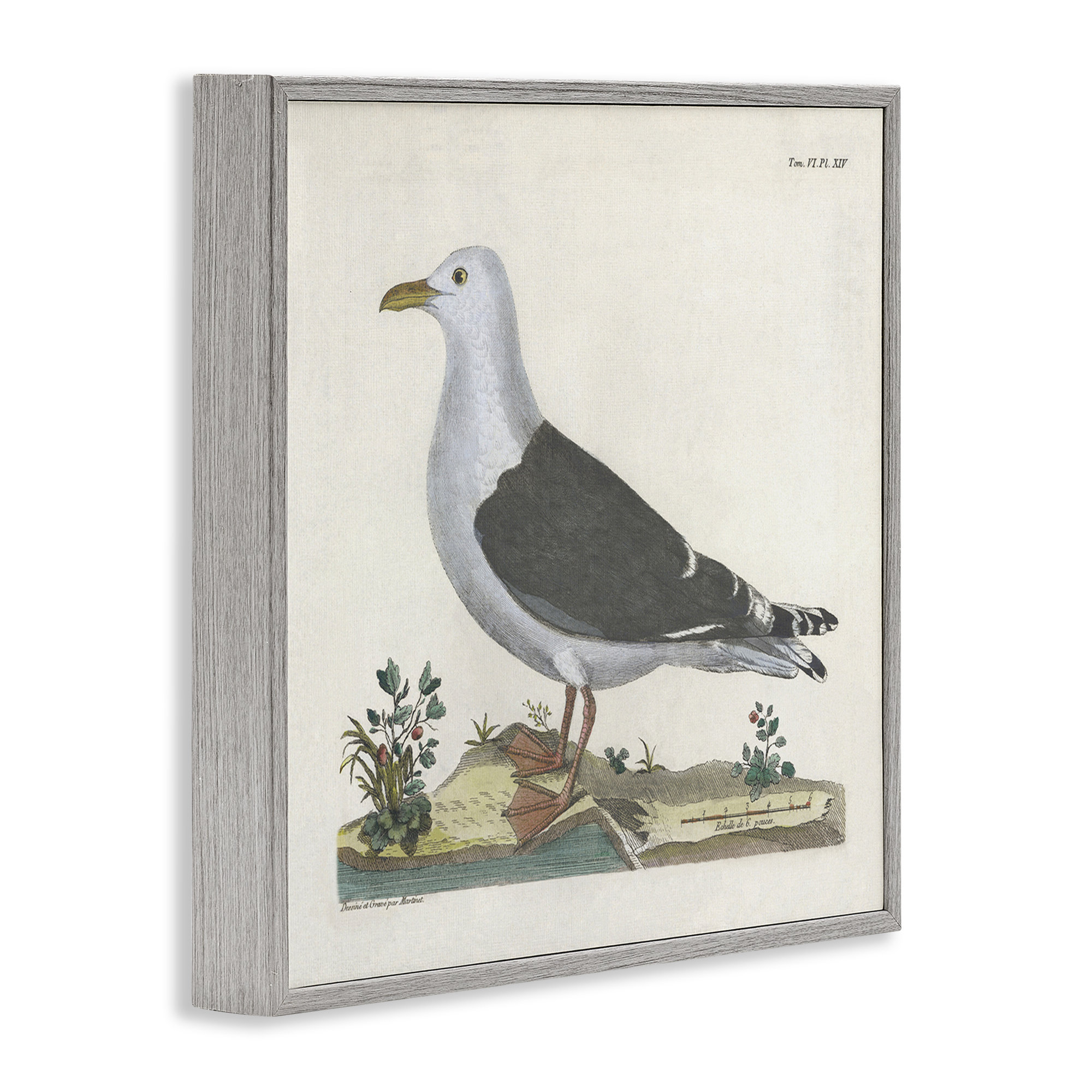 Winston Porter Vintage Seagull Study Diagram Framed Giclee, design by ...