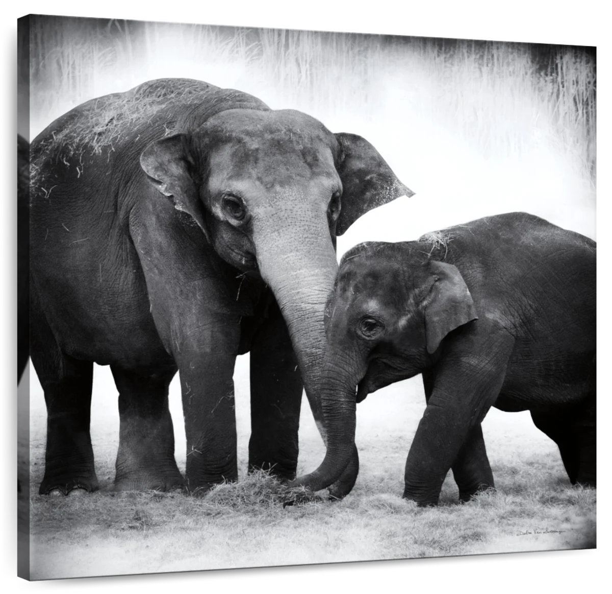 Ebern Designs Crowle Elephant BW II | Wayfair
