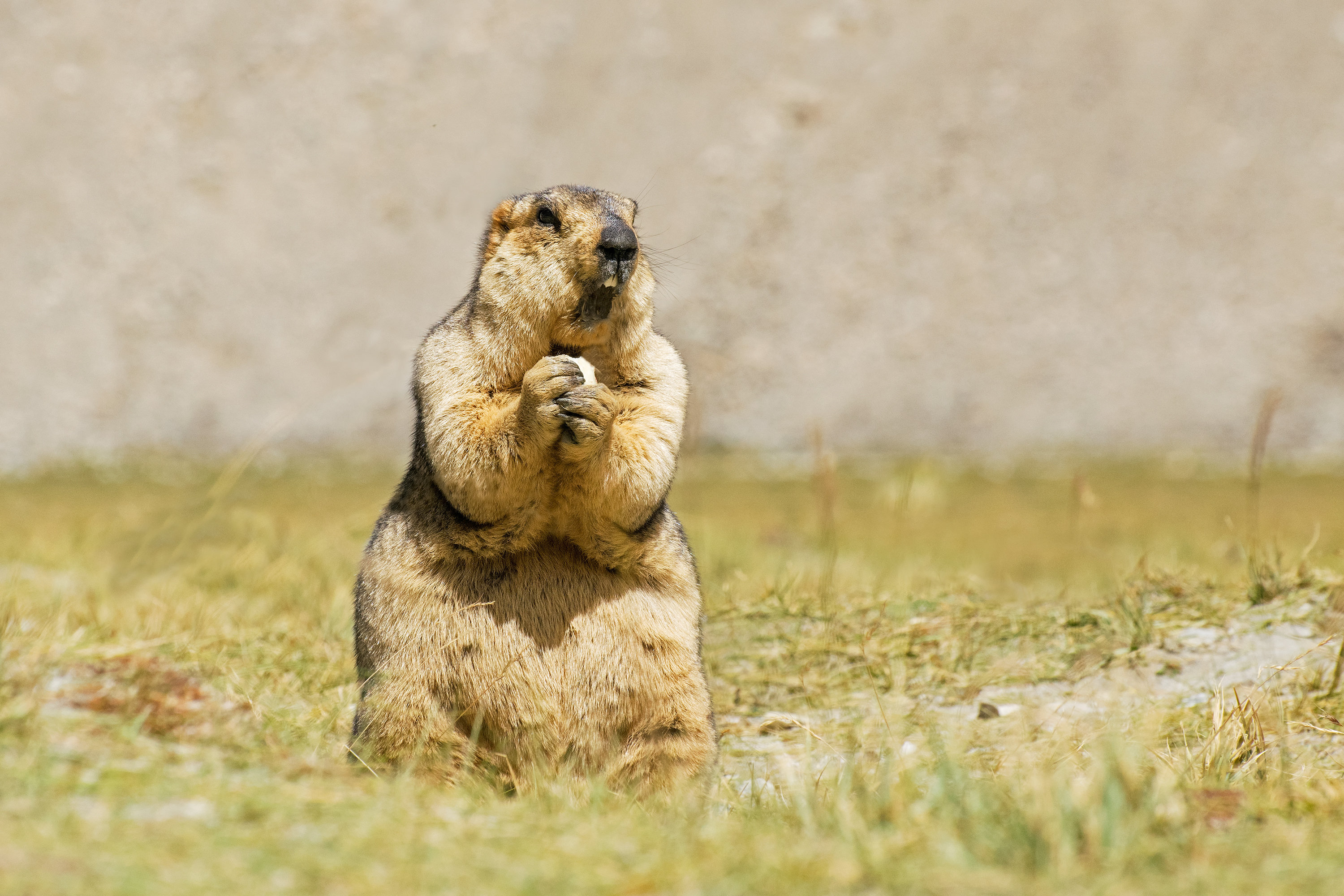 Millwood Pines Himalayan Marmot Eating by Rnmitra - Wrapped Canvas ...
