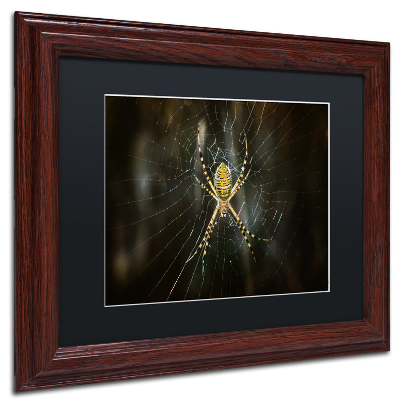Trademark Art Jason Shaffer " Orb Weaver " by Jason Shaffer Print on ...