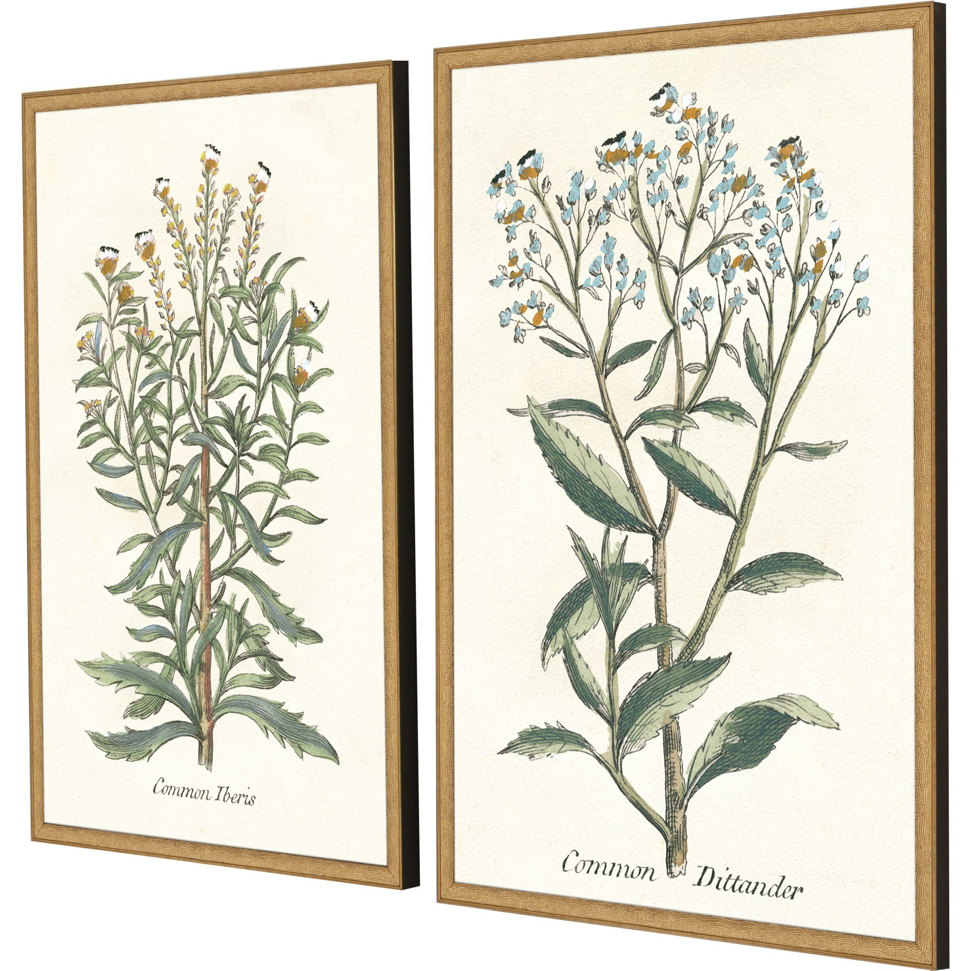 Paragon " Botanical Plants I S/2 " by Giclee Studio 2 - Pieces Set on ...
