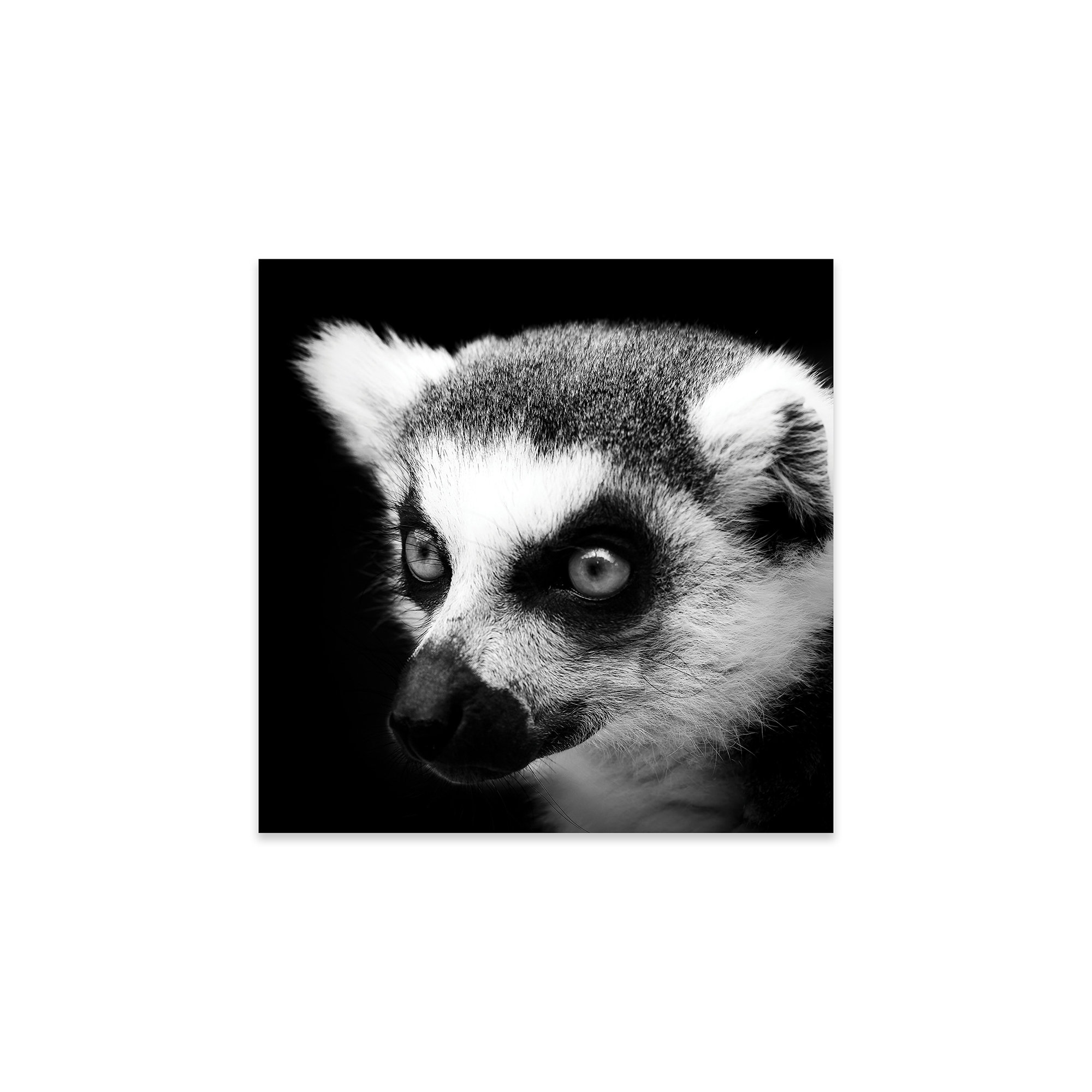 Ebern Designs Lemur In Black & White On Plastic/Acrylic by Lukas Holas ...