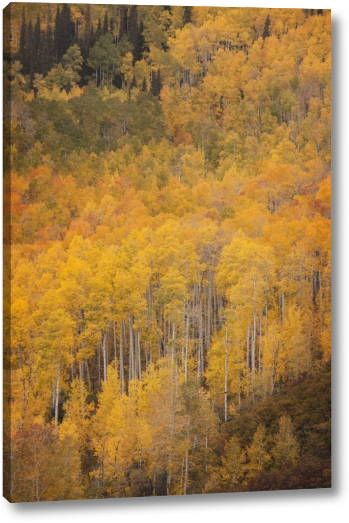 Millwood Pines Co, Gunnison Nf Aspen Forest at Peak Autumn by Don Grall ...
