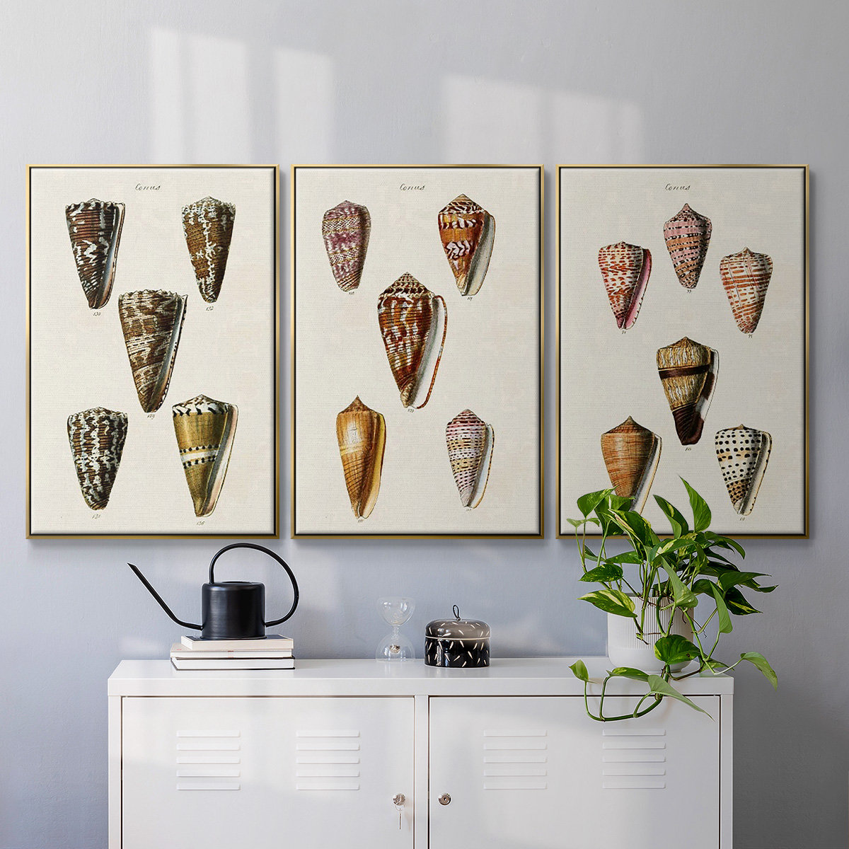 Wexford Home Cone Shell Collection IV Framed On Canvas 3 Pieces Set ...