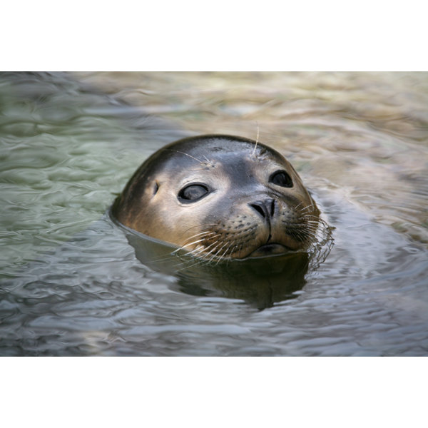 House of Hampton Common Seal | Wayfair.co.uk
