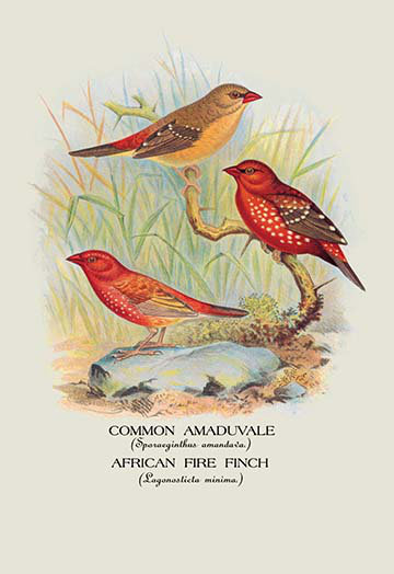 Buyenlarge 'Common Amaduvale American Fire Finch' by Arthur G. Butler ...