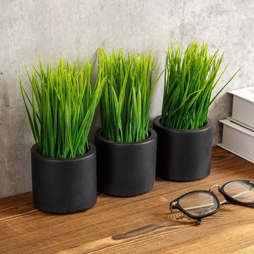 Potted Grass Plants | Wayfair