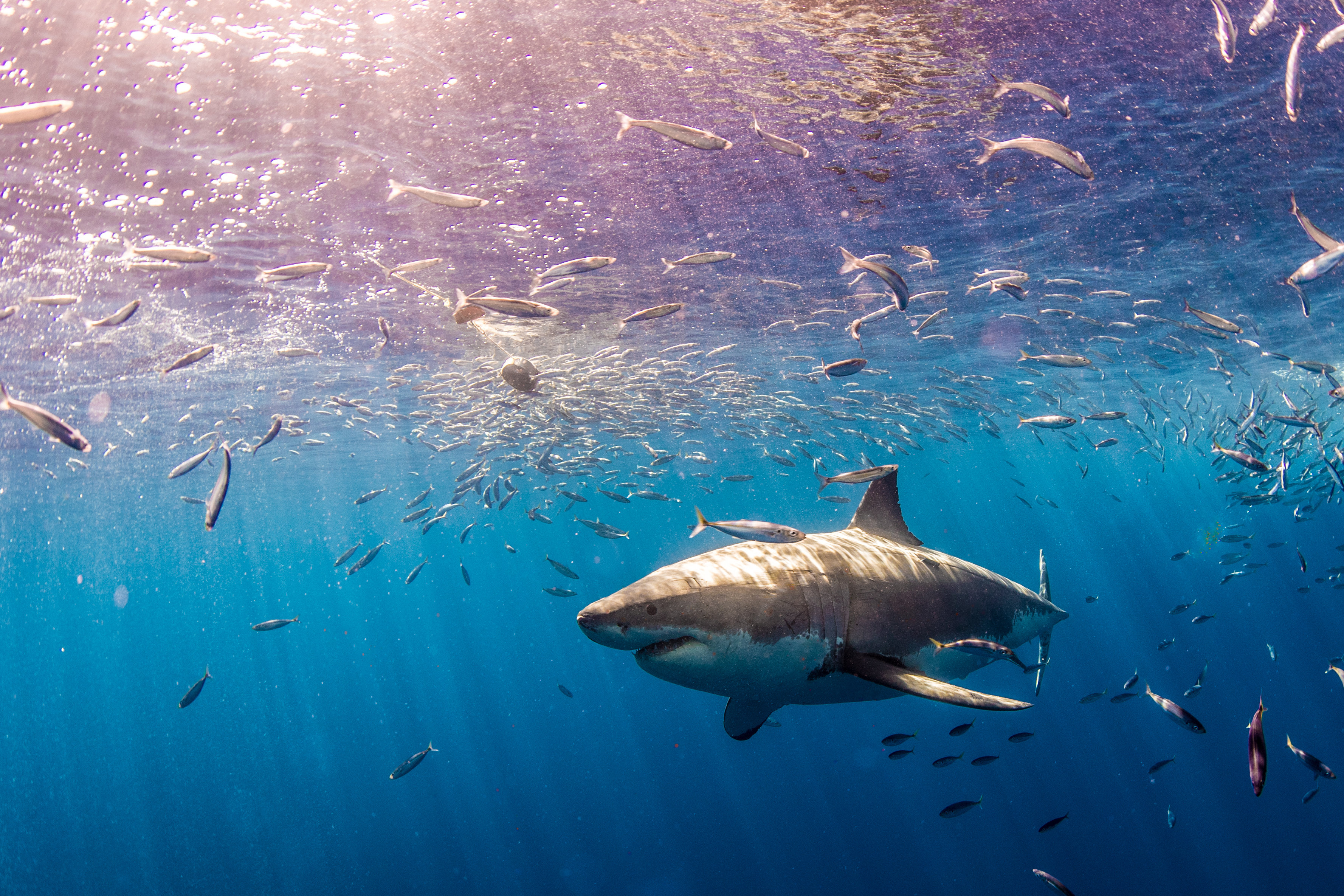 Highland Dunes Acesyn Great White Shark On Canvas by Howard Chen ...