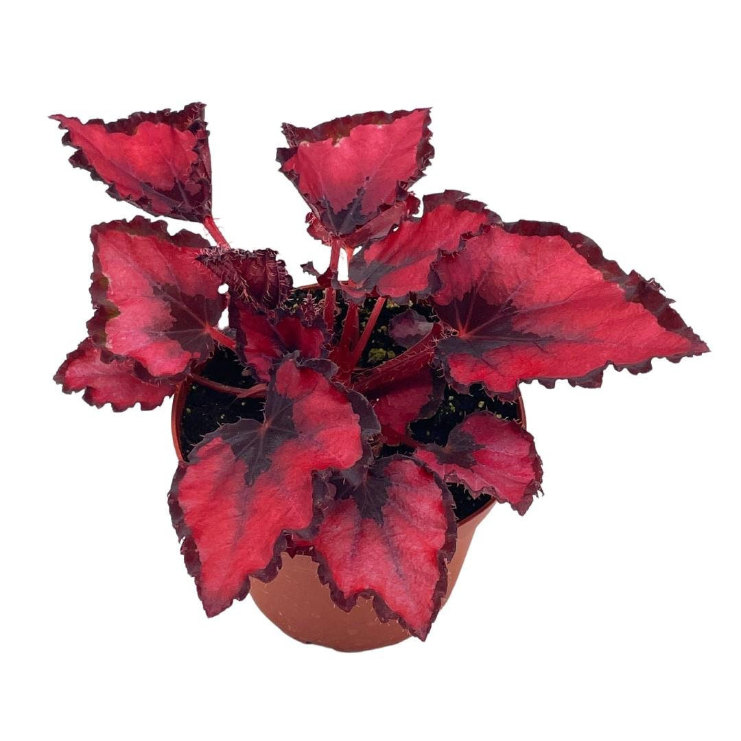 Florida House Plants Red Robin Begonia Rex Dark 4 Inch PaintedLeaf ...