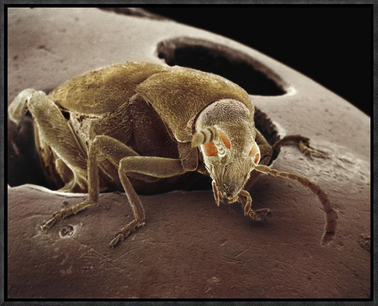 East Urban Home 'American Seed Beetle Emerging From String Bean It Has ...