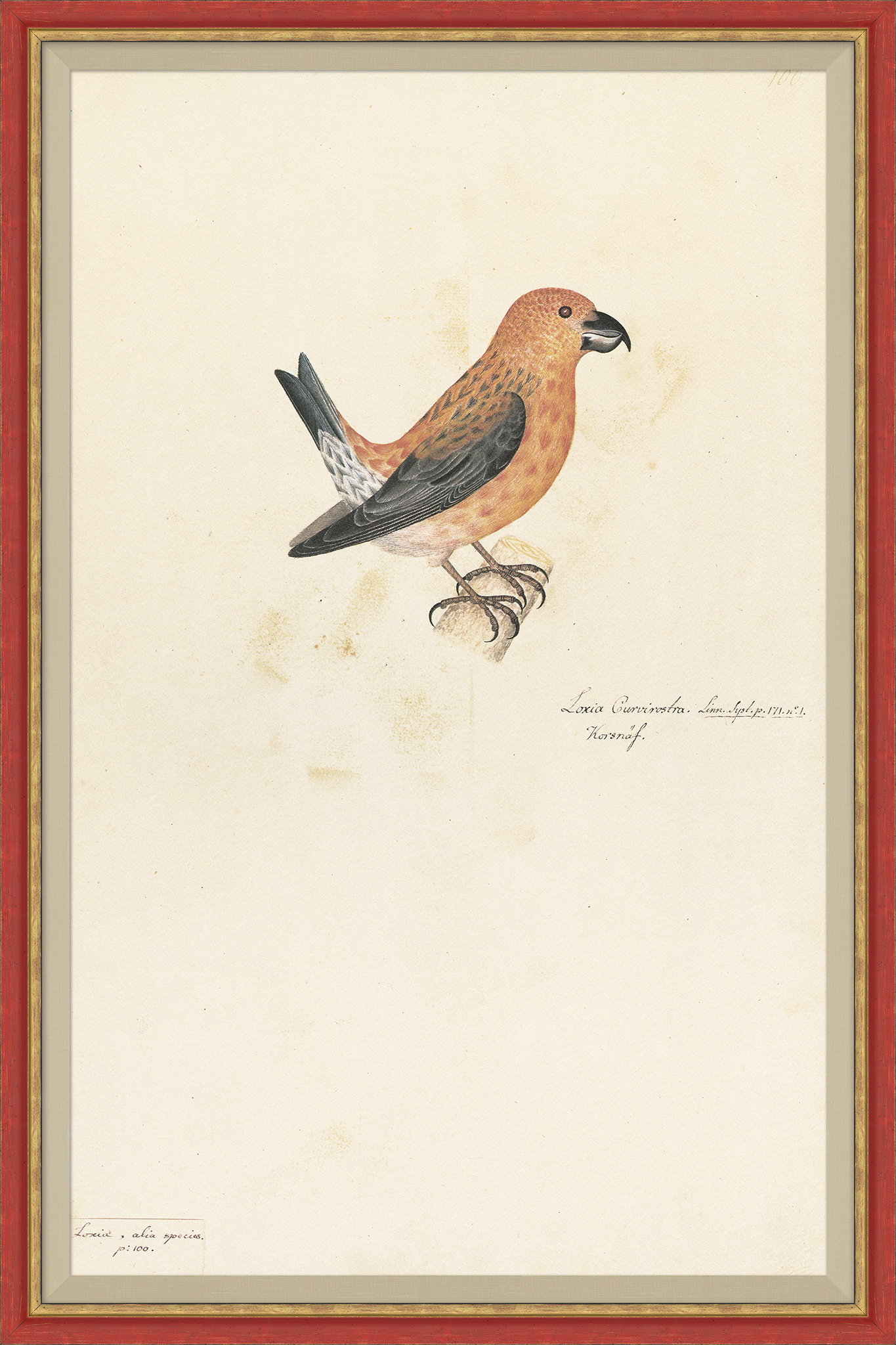 Soicher Marin 18th Century Bird Re-Strikes VII - Single Picture Frame ...