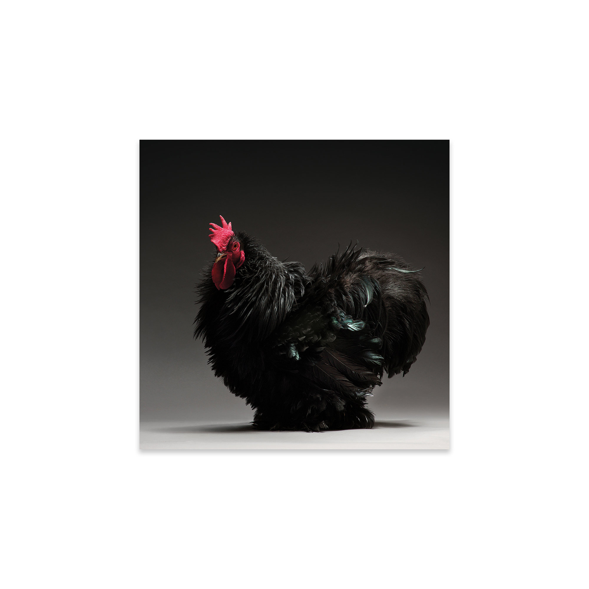 Gracie Oaks Frizzle Cochin Bantam On Plastic / Acrylic by CHICken ...