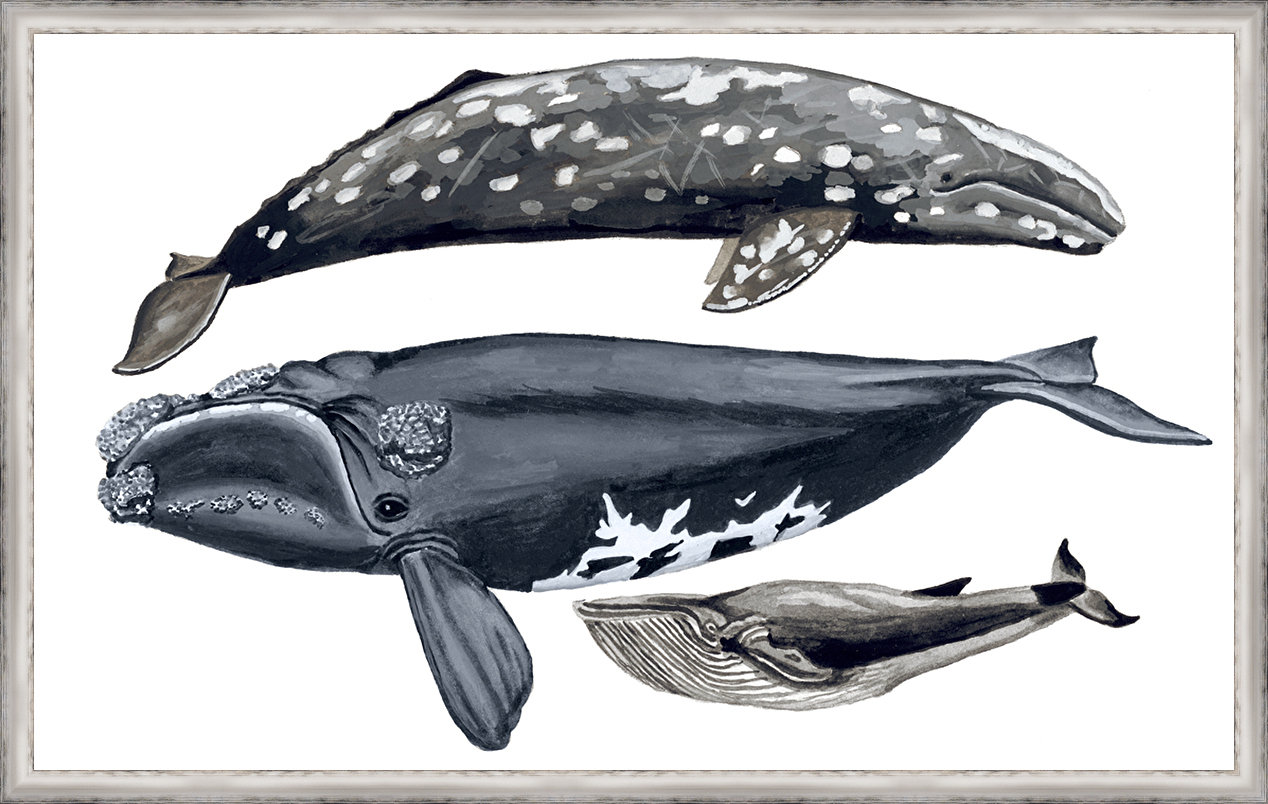Breakwater Bay 'Whale Display IV' Framed Painting Print | Wayfair