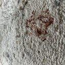 Birch Lane™ Aden Oriental Hand-Hooked Wool Ivory/Rust Area Rug ...