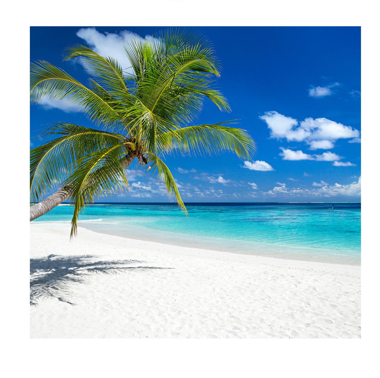 Advanced Graphics Tropical Beach Backdrop Standup | Wayfair
