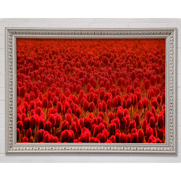 Bright Star Field Of Scarlet Tulips - Single Picture Frame Print ...