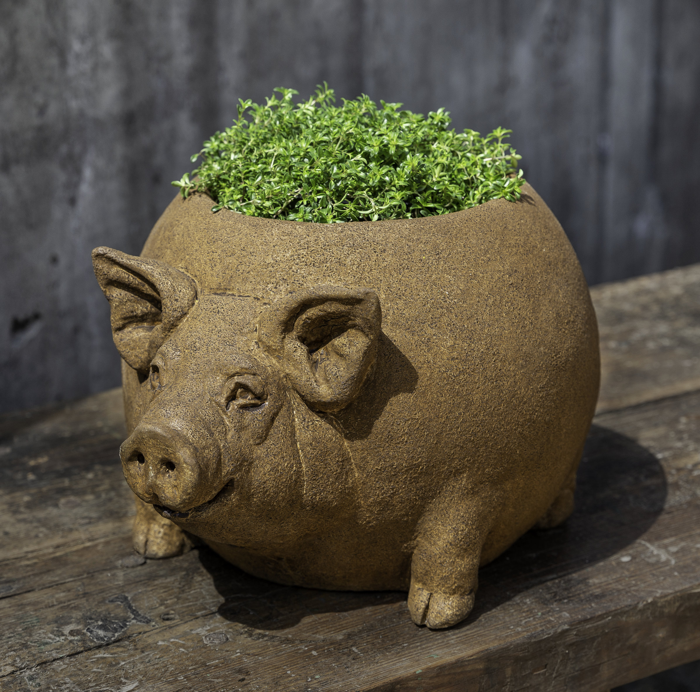 Campania International Roly Poly Pig Planter | Wayfair