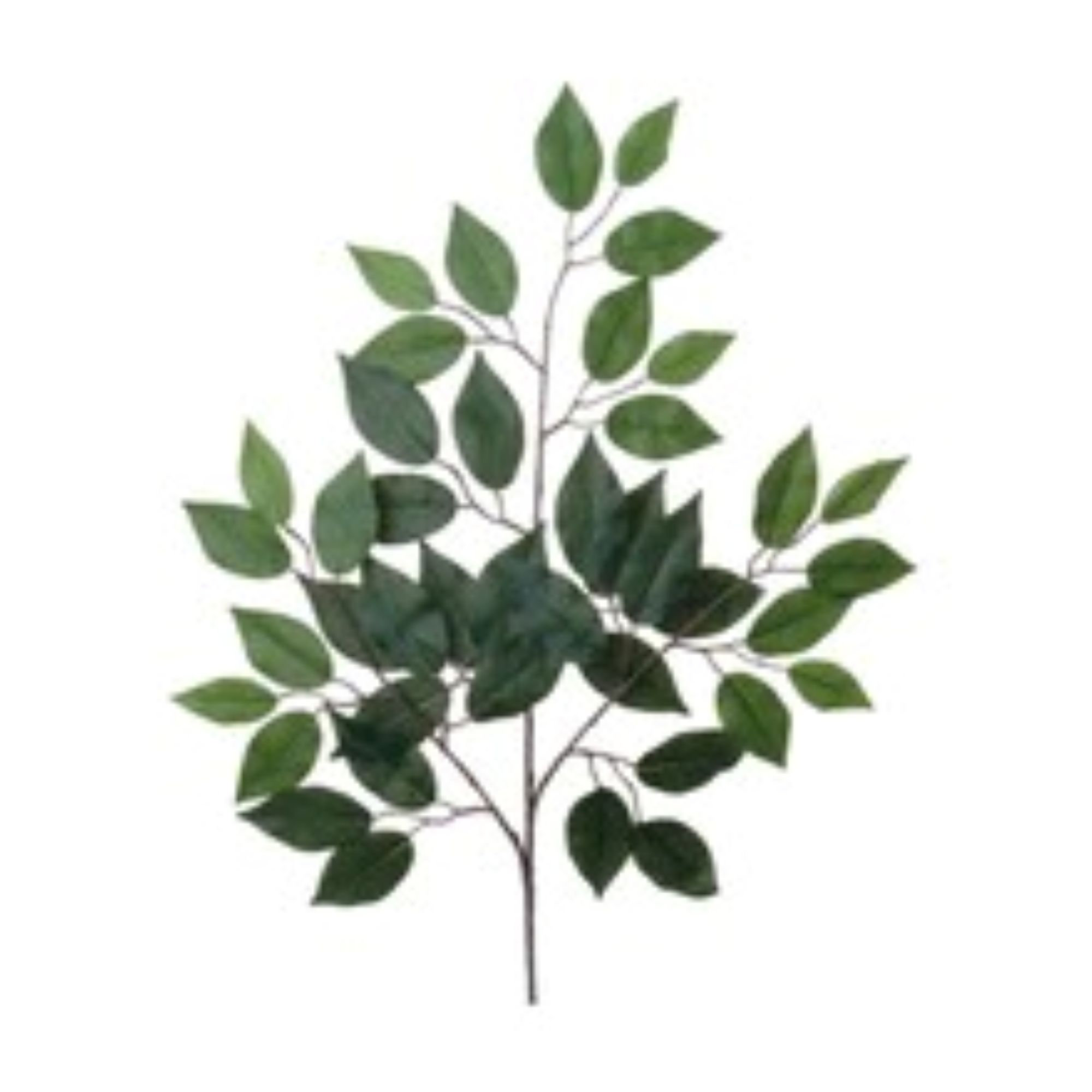 Primrue Ficus Spray 24" - 24 Pack | Wayfair