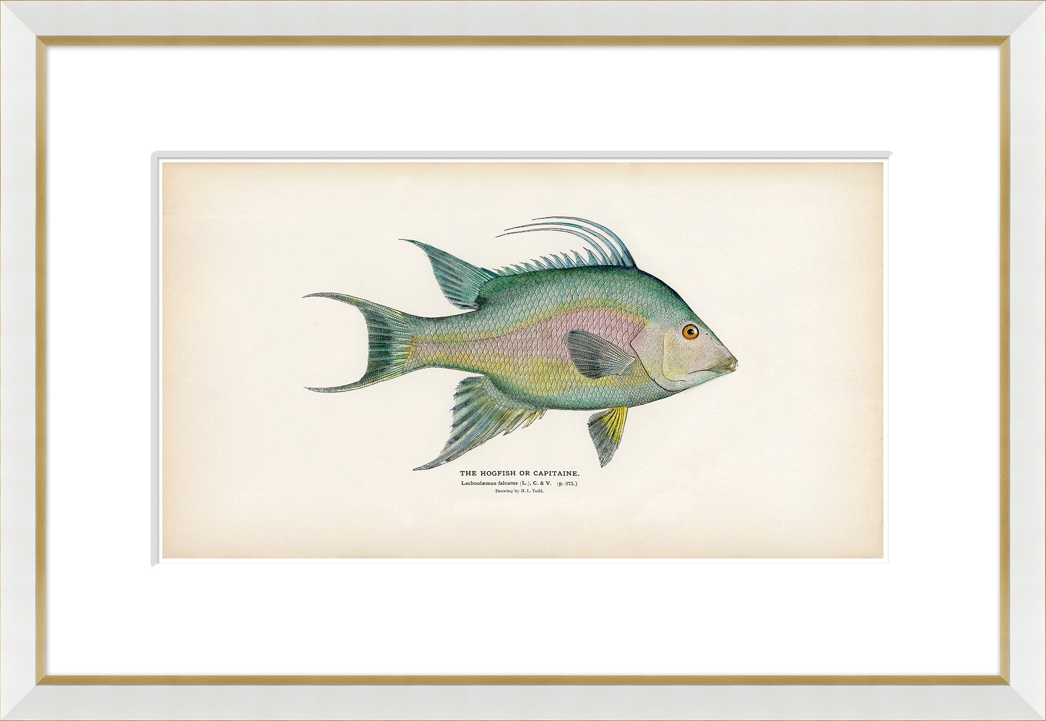 Soicher Marin Tropical Fish - Framed Print | Wayfair