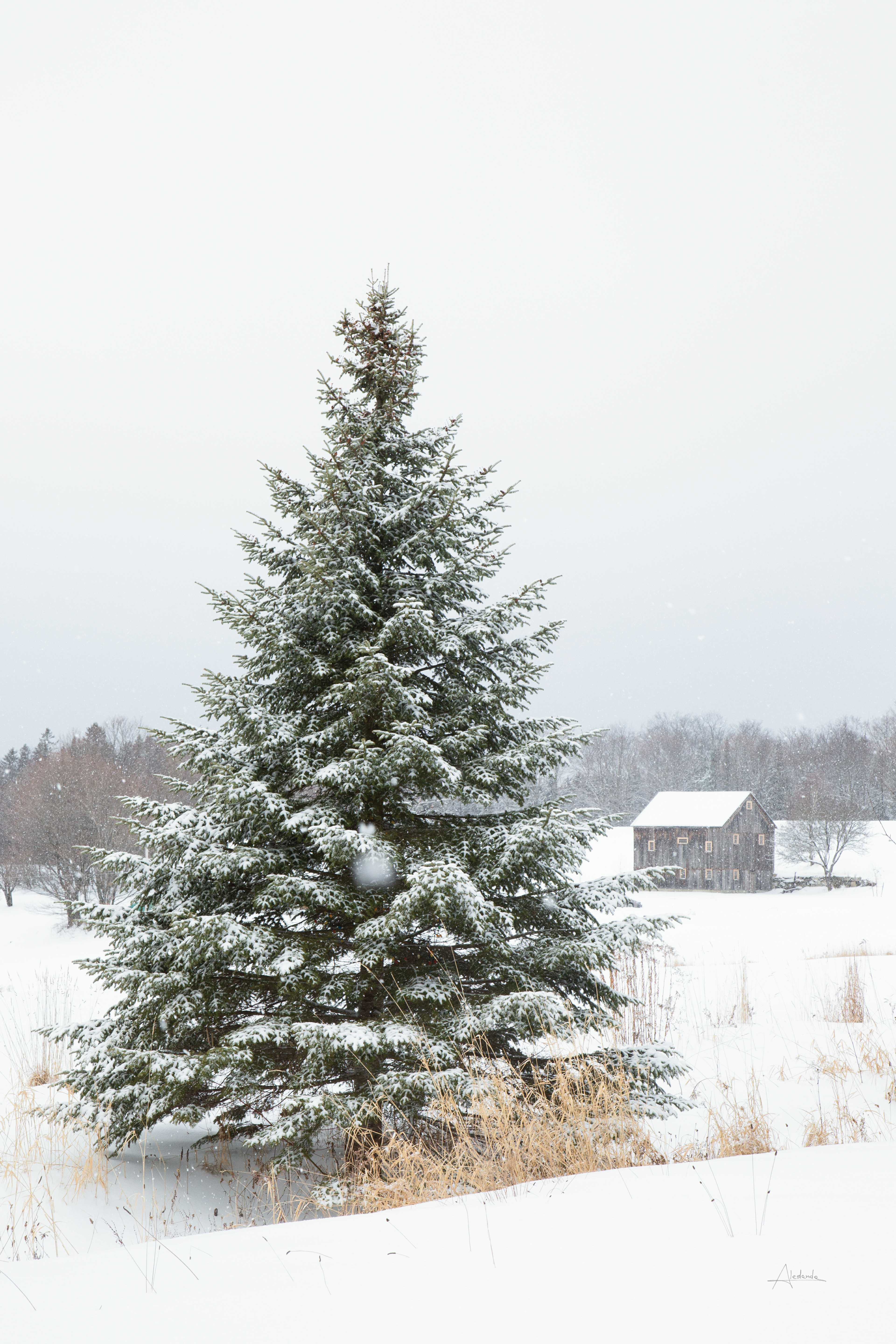 Red Barrel Studio® Perfect Pine Tree & Reviews | Wayfair