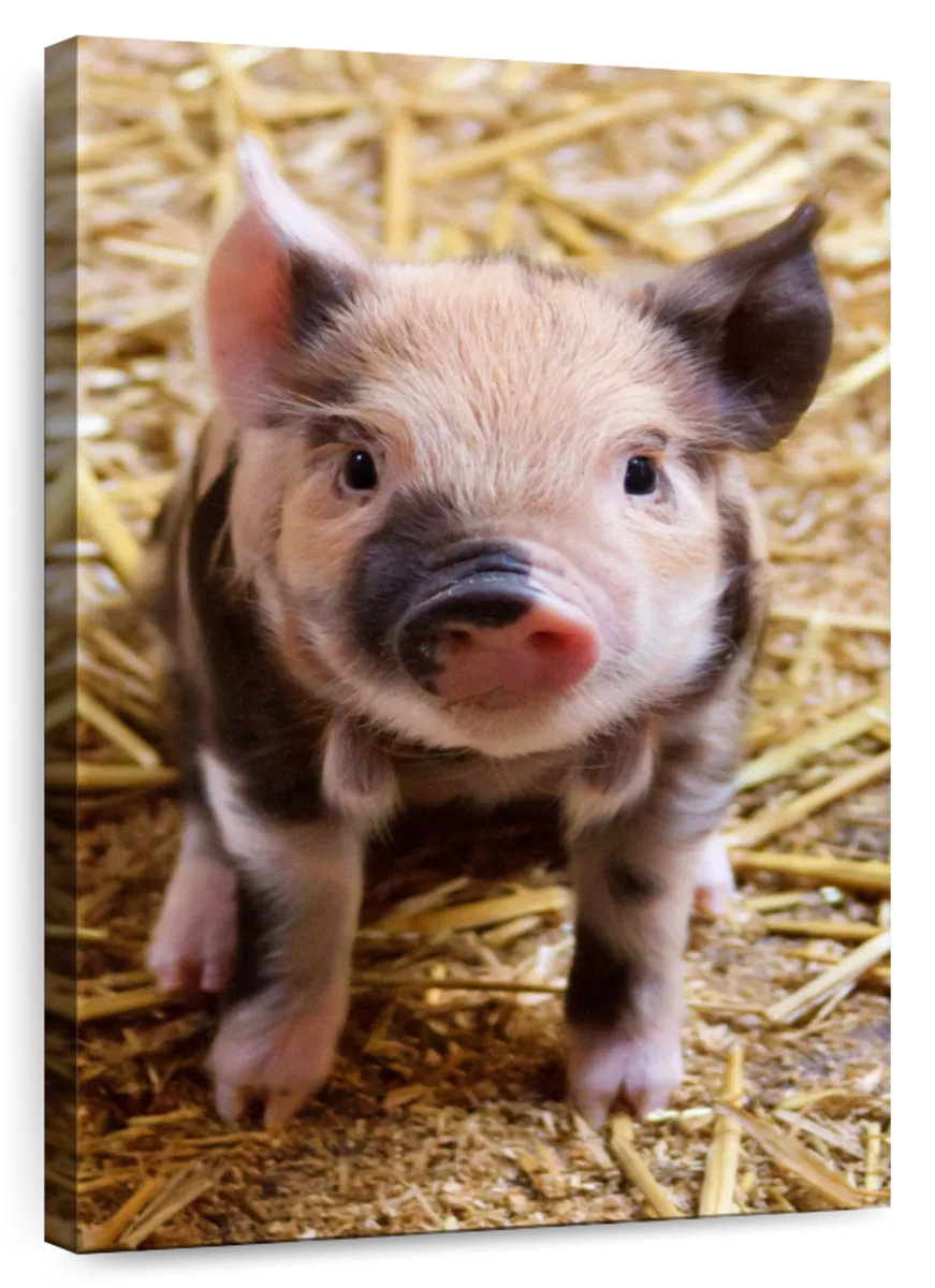 Ebern Designs Brampt Farm Piglet - Wayfair Canada