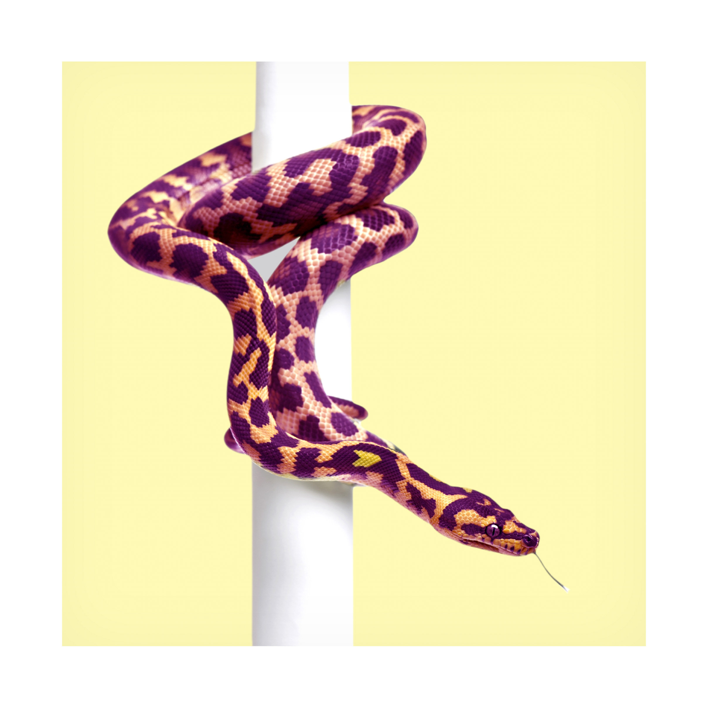 Hokku Designs Sneck 2 On Canvas by Mark Ashkenazi Print | Wayfair