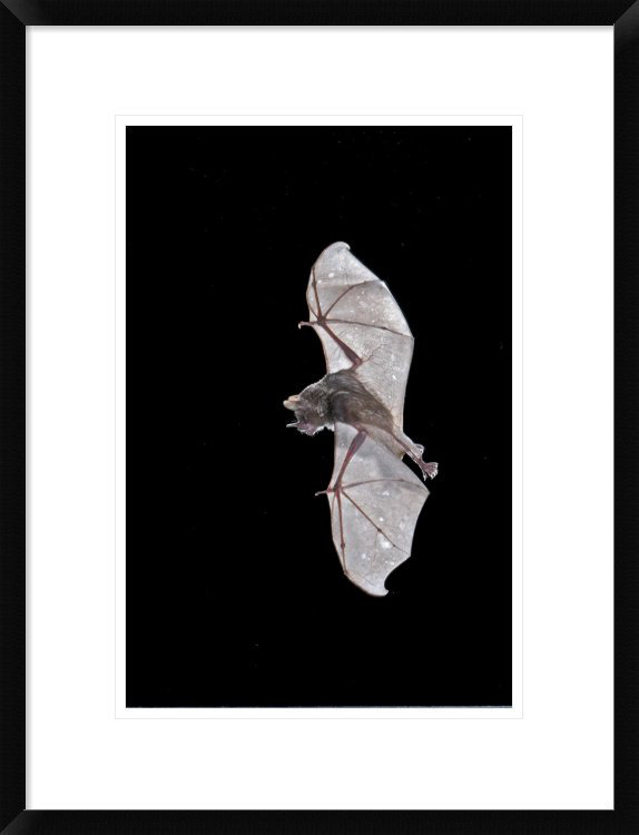 Global Gallery 'Sebas Short-Tailed Bat Flying, Michigan' Framed ...