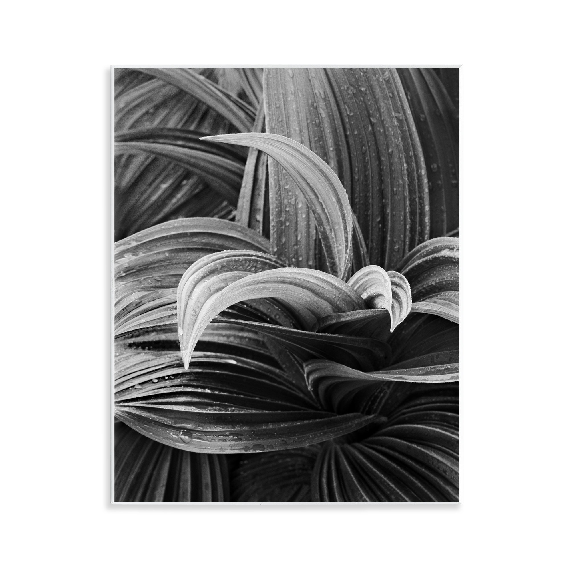 Stupell Industries Wet Leaves Detail Wall Plaque Art by Chip Forelli ...