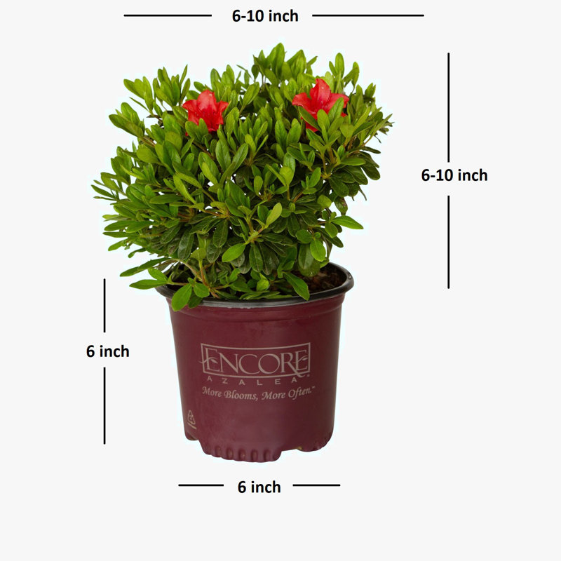 Encore Azalea 1 Gallon Autumn Sunset Encore Azalea - Compact Evergreen ...