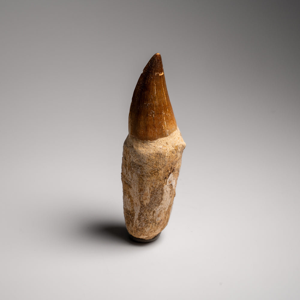 Astro Gallery of Gems Genuine Mosasaur Tooth With Root From Morocco ...