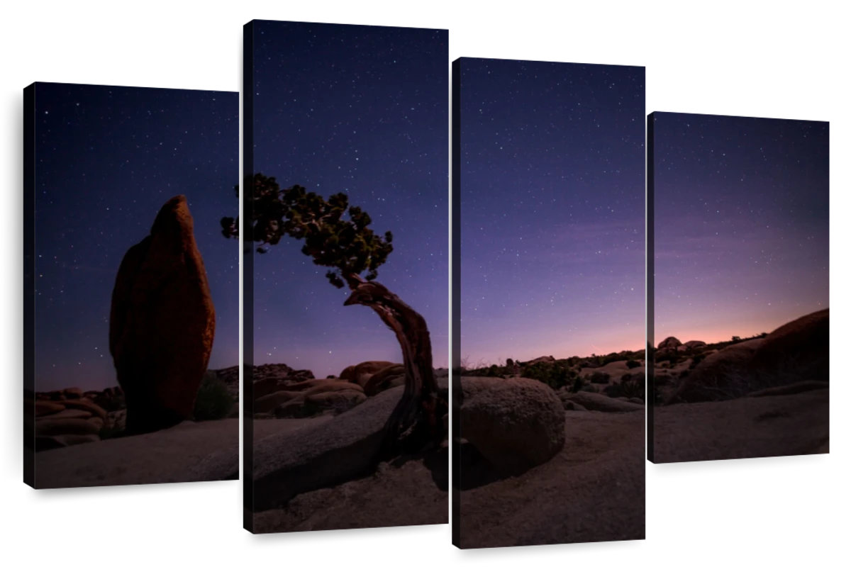 Elephant Stock Joshua Tree Night Landscape | Wayfair