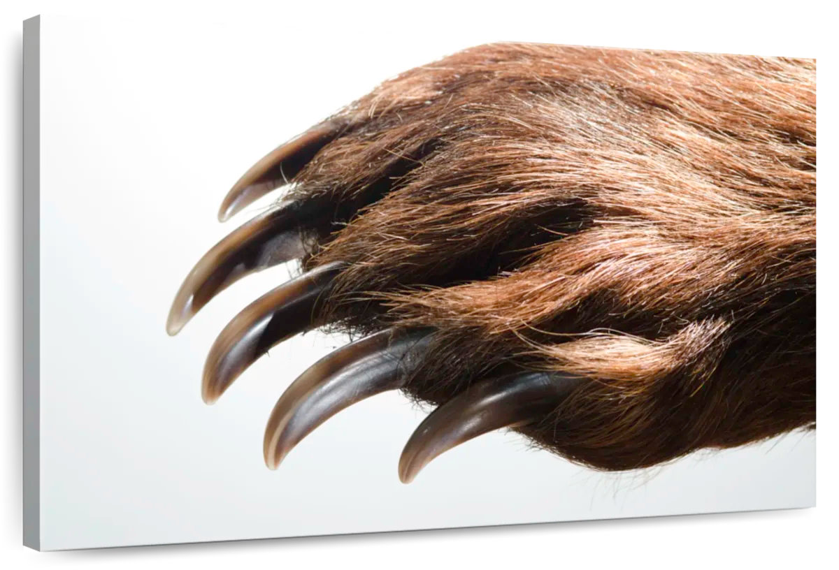 Ebern Designs Brampt Brown Bear Claws - Wayfair Canada