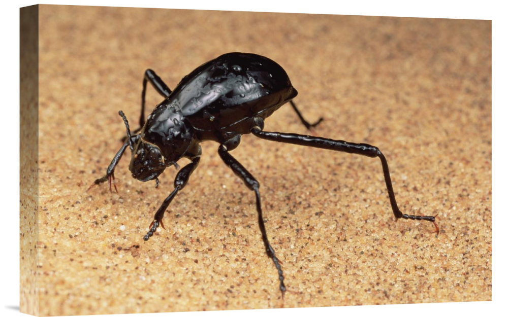 desert darkling beetle