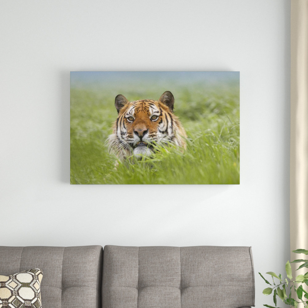 East Urban Home 'Siberian Tiger Snarling' Photographic Print on Canvas ...